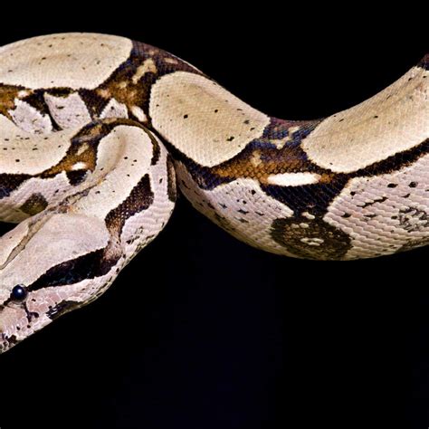 Shy Albino Burmese Python Wall Art Elephant Stock