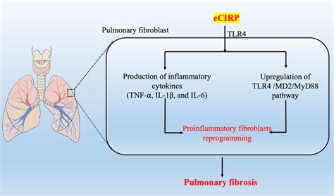 The Role Of Extracellular Cold‐inducible Rna‐binding Protein Ecirp In