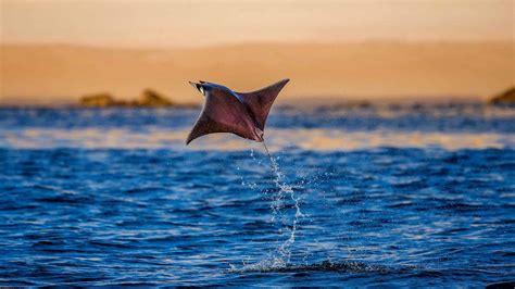 Why Are These Mobula Rays Jumping Out Of The Ocean Aol