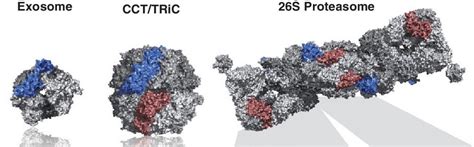 Protein Co Expression Service In Mammalian Cells Profacgen