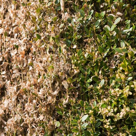 Buxus Health Guide Identify Treat And Prevent Damage To Your Topiary