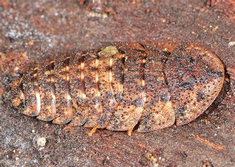Bark Cockroach Laxta Tillyardi Or L Granicollis