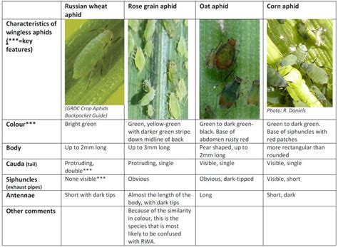 Are There Russian Wheat Aphid In Your Wheat Or Barley A Short Guide To Checking And Identifying