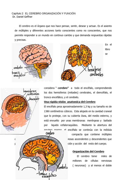 El Cerebro Y Su Funcion Pdf Relaciones Personales Crianza Y