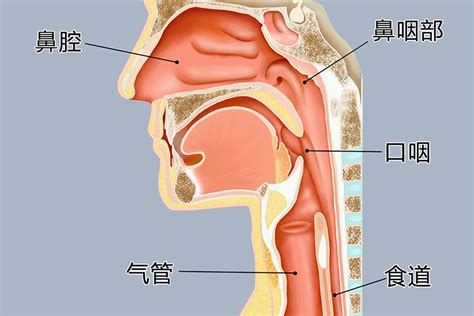 固有鼻腔图鼻腔图片大山谷图库