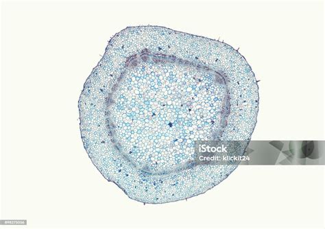 Helianthus Sunflower Typical Dicot Stem Microscopic Cross Section Cut Of A Plant Stem