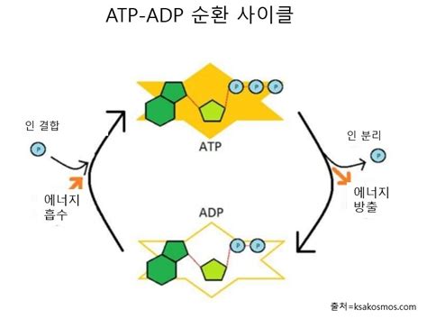 ‘분자 배터리가 생명의 에너지를 흐르게 한다