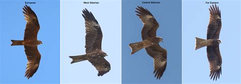 Eastern Black Kites In Europe A New Look — Subalpinebirding