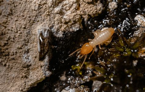 Are Termites Dangerous Proctor Pest Control