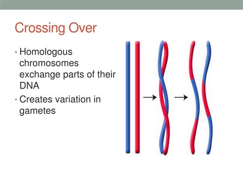 Ppt Biology Eoc Review Powerpoint Presentation Free Download Id