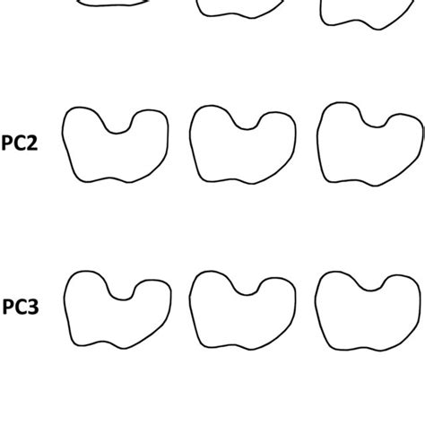 Shape Variability Explained By The Significant Principal Components Of Download Scientific