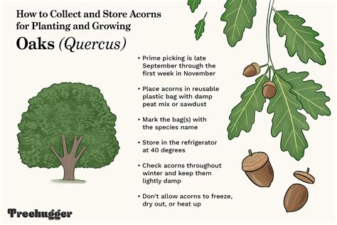 Oak Tree Seedling