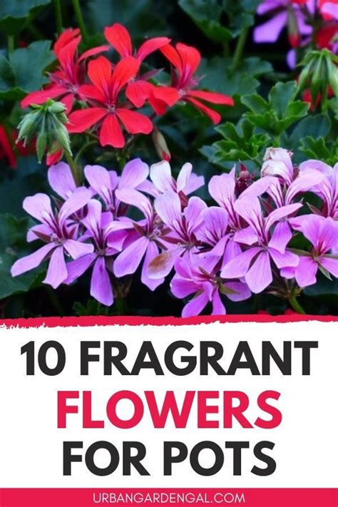 10 Fragrant Flowers For Pots Artofit
