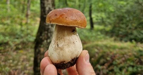 Jk Restaurant Chassy