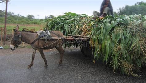 Donkey And The Corn Stock Image Image Of Burning Curious 1265927