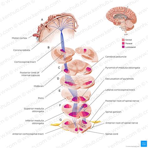 Spinal Cord Ascending And Descending Tracts Kenhub