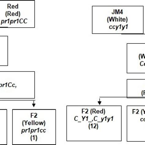 Inheritance Scheme Of Kernel Color Of Jm 4 X Purple Download