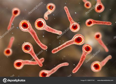 Clostridium Tetani Bacteria