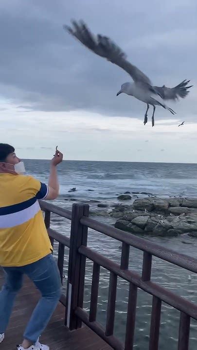 포항 호미곶 새우깡 먹방 꿀잼 갈매기 겁쟁이 양보 Shorts Short 양보하세요 새우깡ㅋㅋ여름휴가