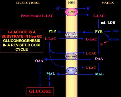 Cori Cycle Revisited In Hep G2 Cells Given That Pyruvate Cannot Enter