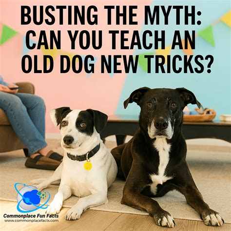 Busting The Myth Can You Teach An Old Dog New Tricks Commonplace