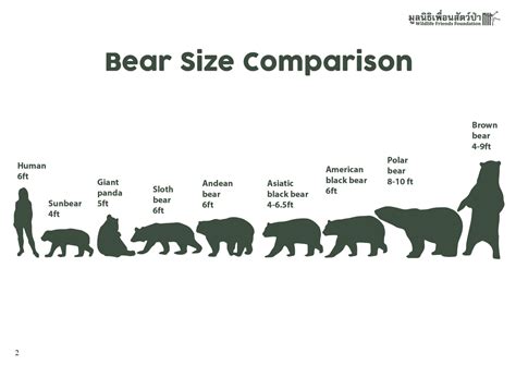 Bear Educational Posters Factsheets Wildlife Friends Foundation