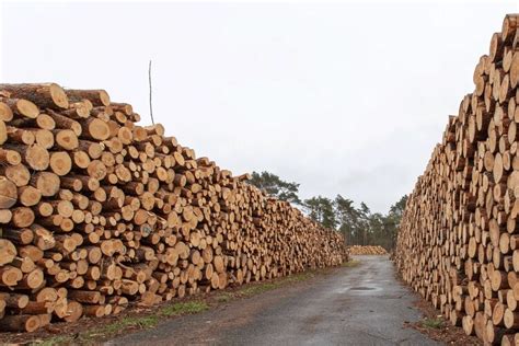 Tree Cutting Sydney Tree Cutting Services Inquire Now