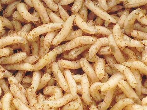 Woman Has Maggots In Ear