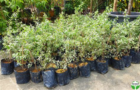 Leucophyllum Frutescens Chop Ching Hin Pte Ltd