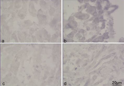 Densitometric Quantification Immunohistochemical Staining Download Scientific Diagram