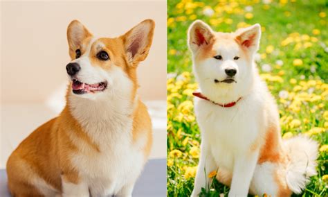 Corgi Akita Mix Corgita Breed Information