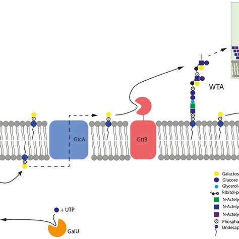 Schematic Representation Of The Lta And Of Wall Teichoic Acids Wta
