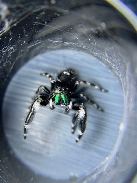 Adult Male Phidippus Audax “bold” Jumping Spider 50 True Spider By