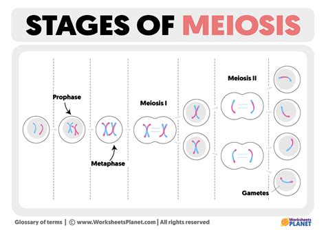 Meiosis Phases Worksheet