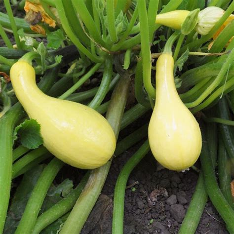 Gentry F1 Untreated Squash Seeds Osborne Hybrid Farm Seed Company