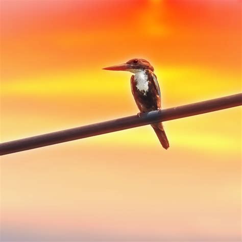 【灰椋鸟摄影图片】生态摄影y650513的博客太平洋电脑网摄影部落