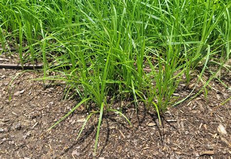 Tips For Winning The War Against Nutsedge Gardening With Skip