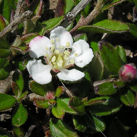 British Wild Plant Cotoneaster Integrifolius Entire Leaved Cotoneaster