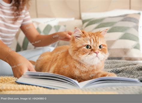 Cute Cat Reading Book