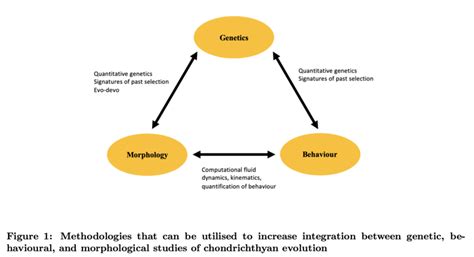 Methodologies That Can Be Utilised To Increase Integration Between
