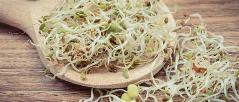 Alfalfa And Radish Sprouts On Wooden Spoon Healthy Addition To