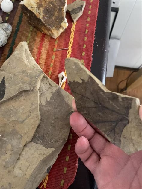 Leaf Fossils I Dug Up In Colarado R Fossils