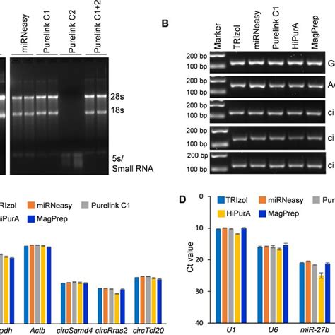 Dnase Digestion During The Rna Preparation With Magprep Silica Beads Download Scientific