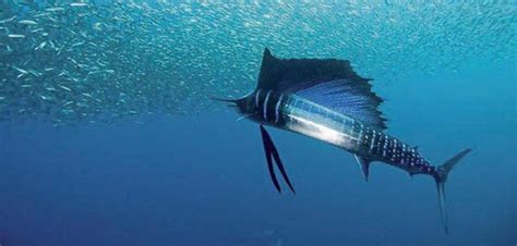 Los 9 Peces Más Rápidos Del Mundo Dudas Animales
