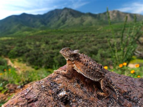 How To Use A Flash For Wildlife Photography