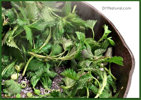 Stinging Nettle Identification How To Identify Harvest Prepare And Eat It