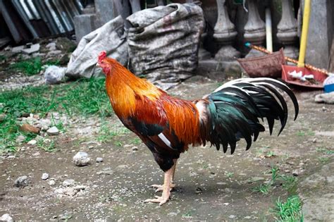 Premium Photo Photo Of A Rooster In The Yard