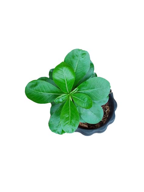 Green Leaf Sprouting Top View Free Photo On Pixabay Pixabay