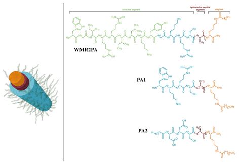Antimicrobial Peptides And Their Assemblies