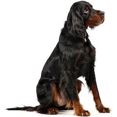 69 Large Dog Breeds A Z Big Dog List By Size All Things Dogs